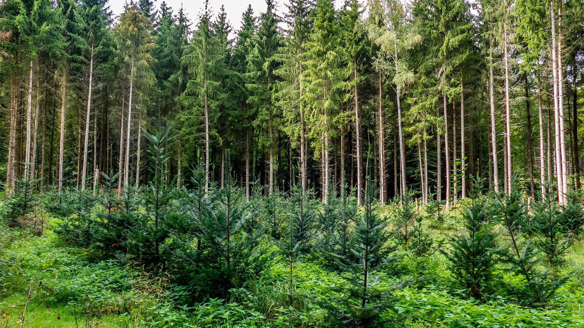 The Essential Guide to Carbon Offsetting | ClimatePartner